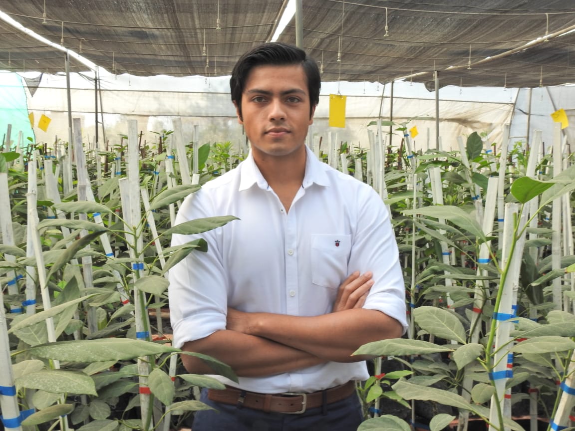 How to Accelerate Avocado Farming In India: Indian Avocado Industry ...