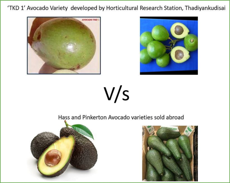 How to Accelerate Avocado Farming In India: Indian Avocado Industry ...