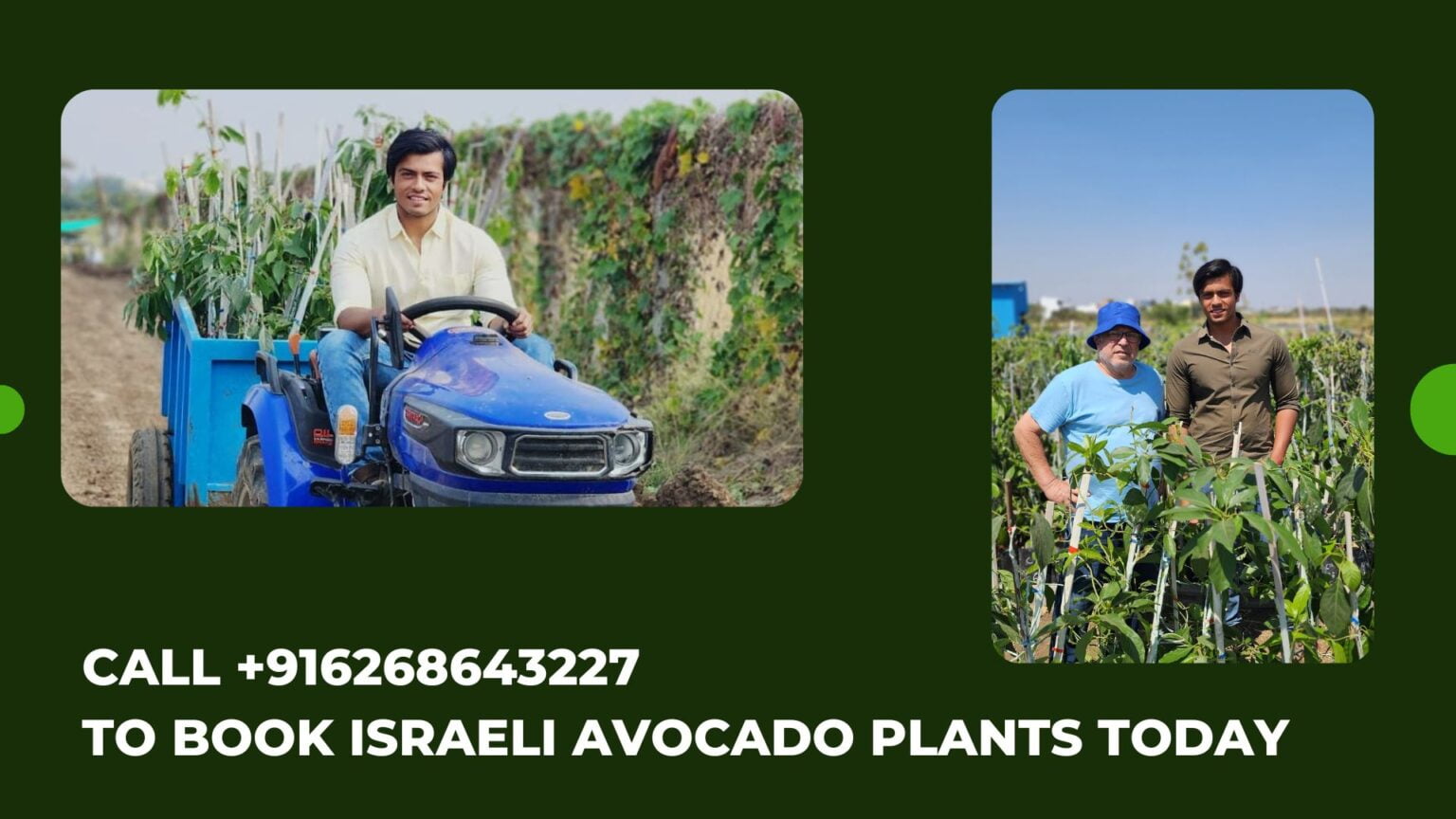 Avocado Farming in India - Complete Guide to Profit - Indo Israel Avocado