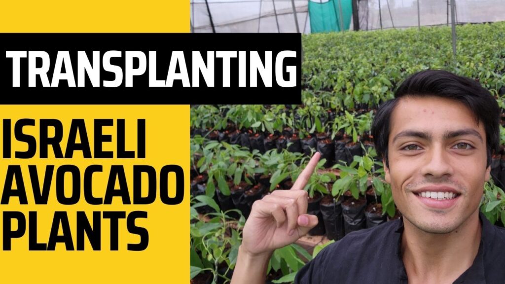 Why you can't grow Hass avocado trees from Hass avocado seeds? - Indo ...