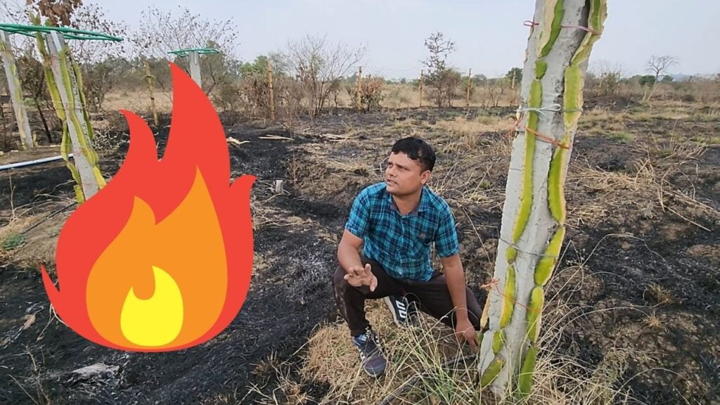 Avocado Farming in India - Complete Guide to Profit - Indo Israel Avocado