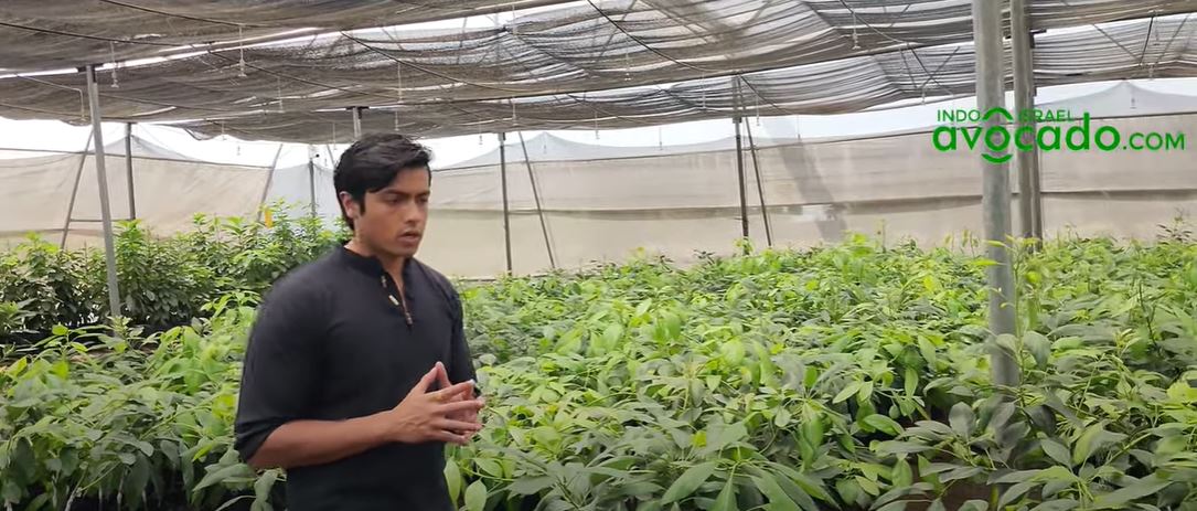 Indo Israel Avocado - Pioneering Commercial Avocado Farming in India