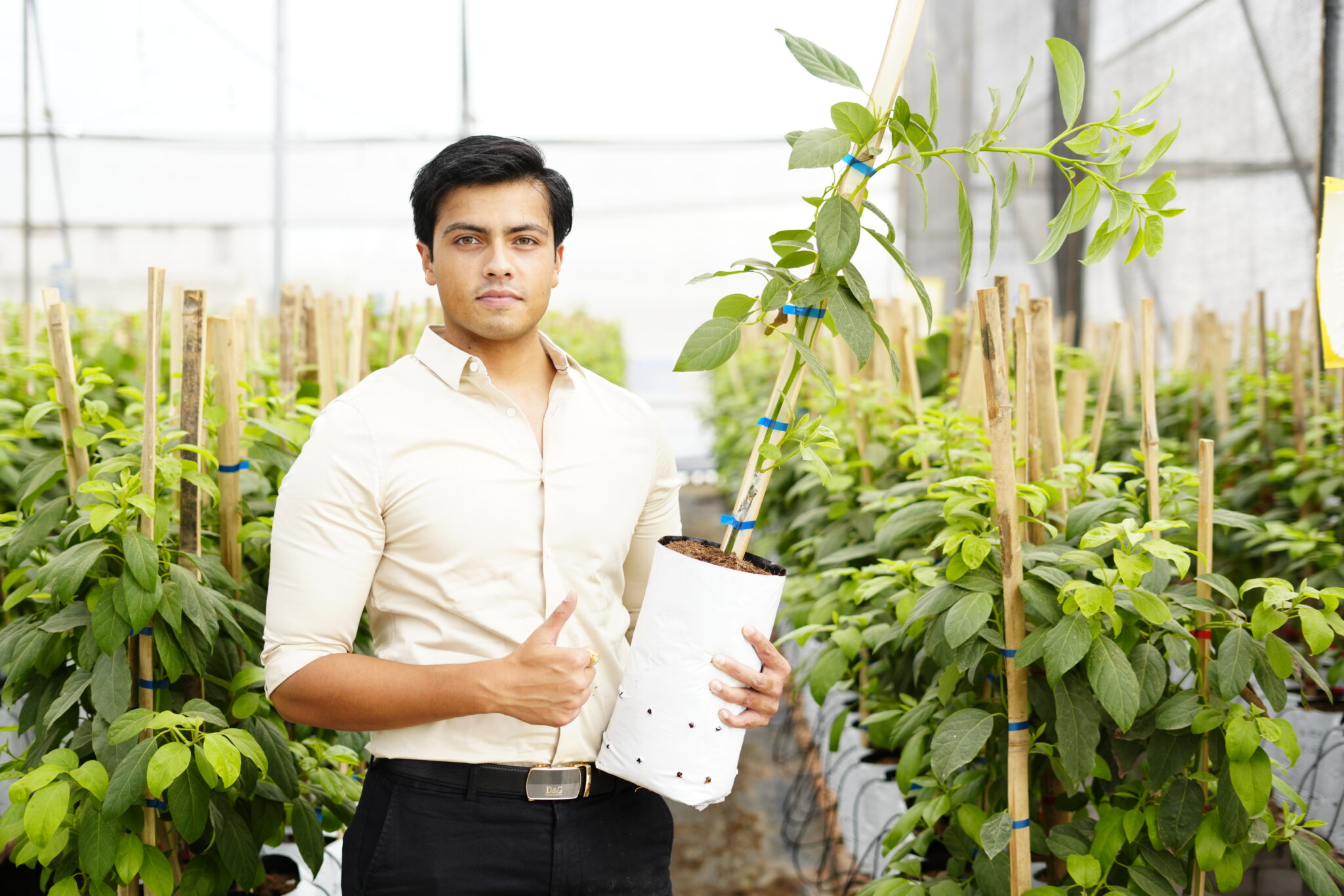 Avocado Farming in India - Complete Guide to Profit - Indo Israel Avocado