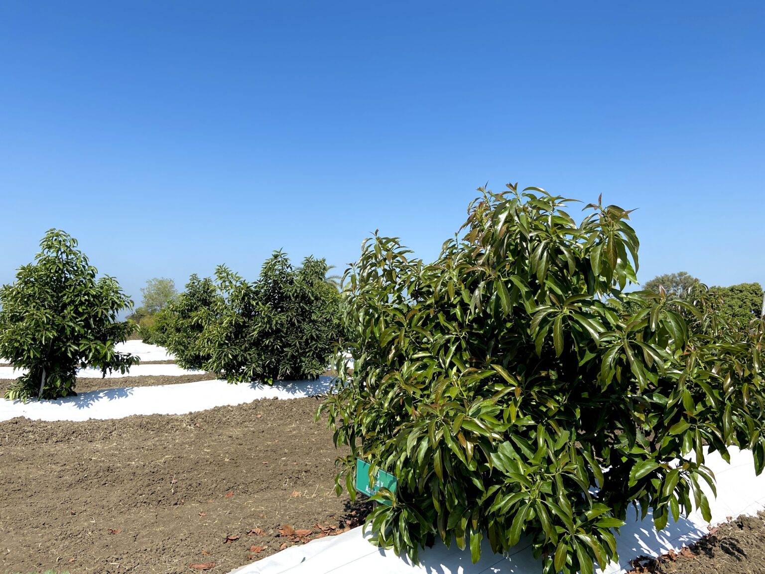 Indo Israel Avocado - Pioneering Commercial Avocado Farming in India