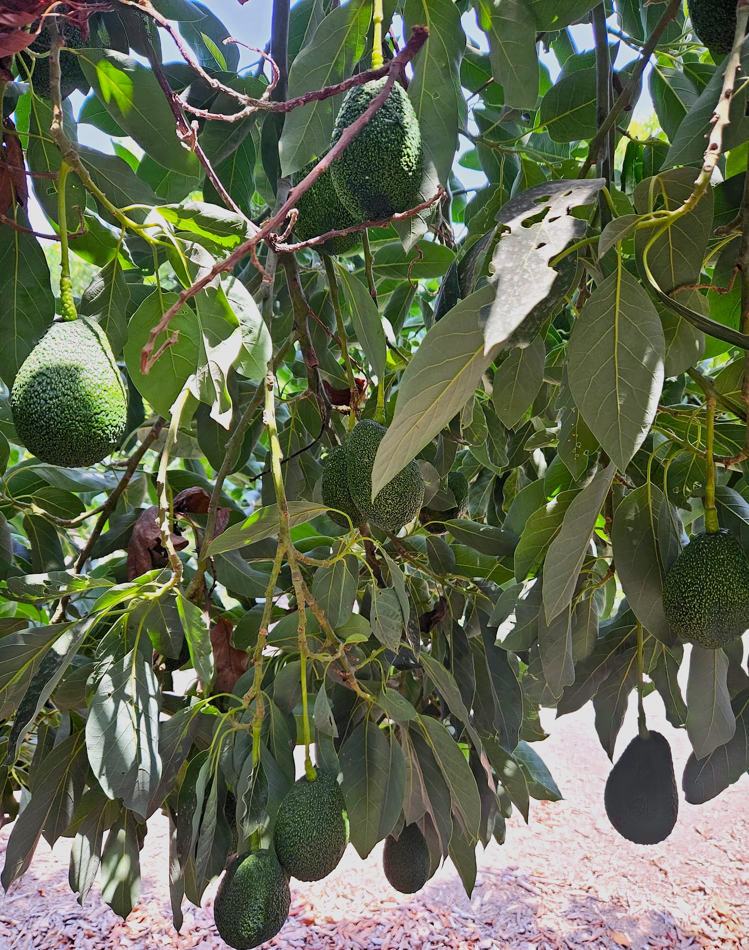 Commercial Avocado Varieties suitable for India - Indo Israel Avocado
